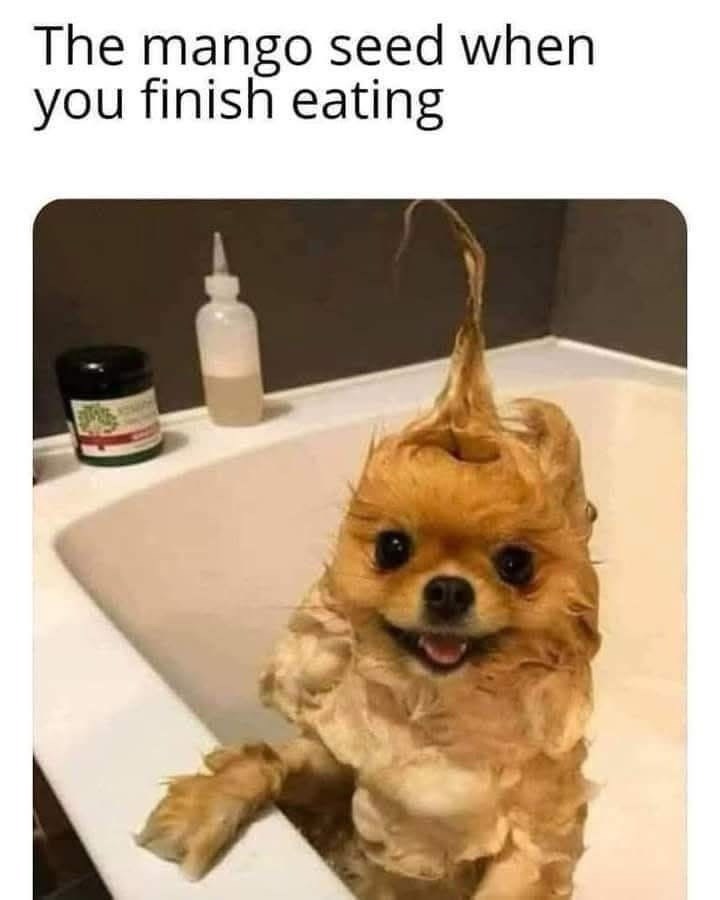 A Bunch of Memes That Don't Beat Around the Bush