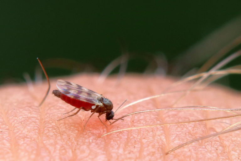 Tiny Bugs Ruining Your Outdoor Fun? Here's What to do About Noseeums