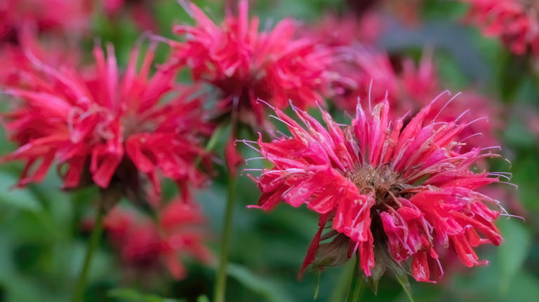 12 Sweet-Smelling Flowers That Will Make Your Garden Smell Like Heaven