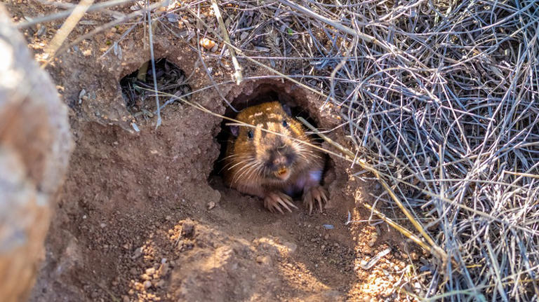 Can Strong Scents In The Soil Really Help Prevent Gopher Damage?