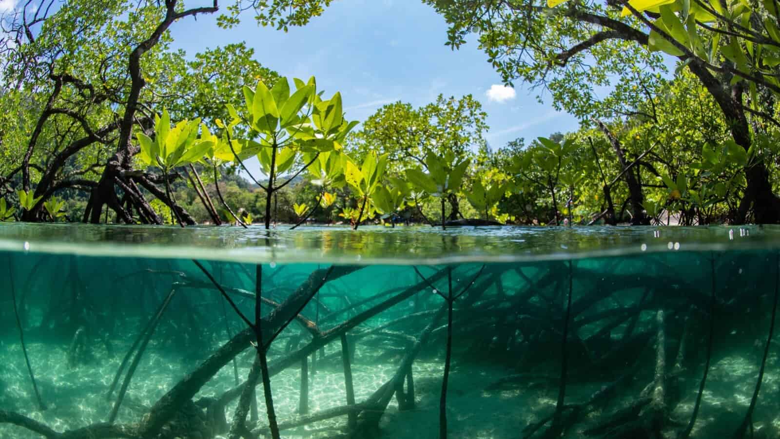 11 Reasons Why Mangroves Might Be the Most Important Trees You've Never ...