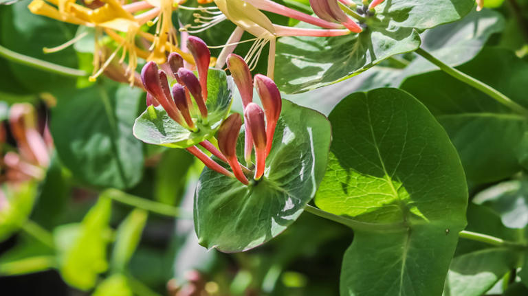 12 Sweet-Smelling Flowers That Will Make Your Garden Smell Like Heaven