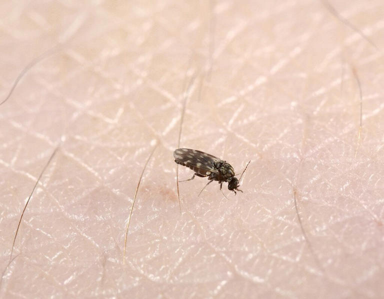 Tiny Bugs Ruining Your Outdoor Fun? Here's What to do About Noseeums