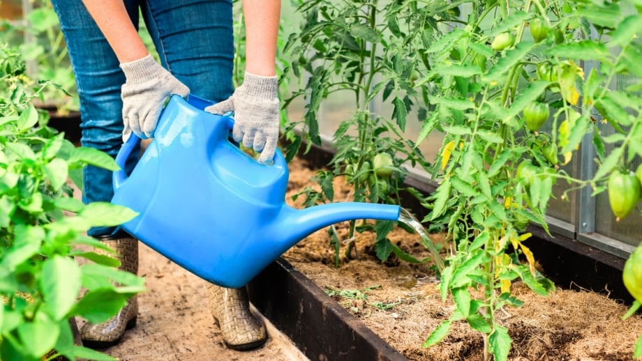 5 Watering Mistakes That Kill Tomato Plants