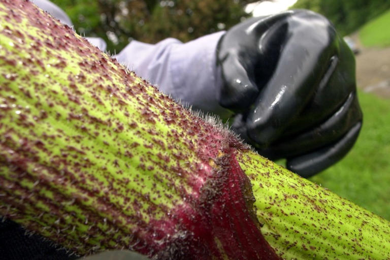 Have this giant, noxious weed in your yard? How to get rid of it ...