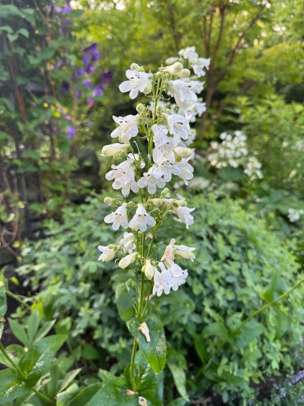 Proud gardener shares photos of pride-and-joy plants flourishing in ...