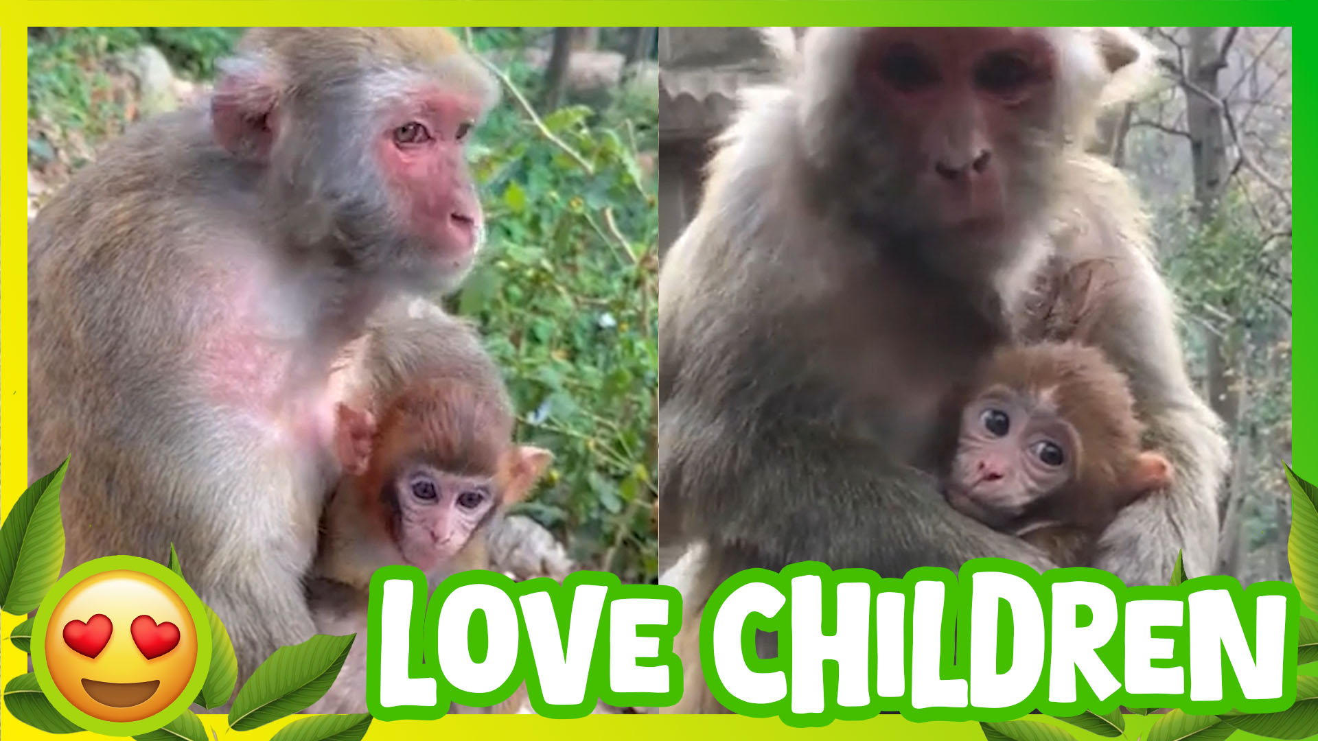 Monkey Shows Care for Its Young