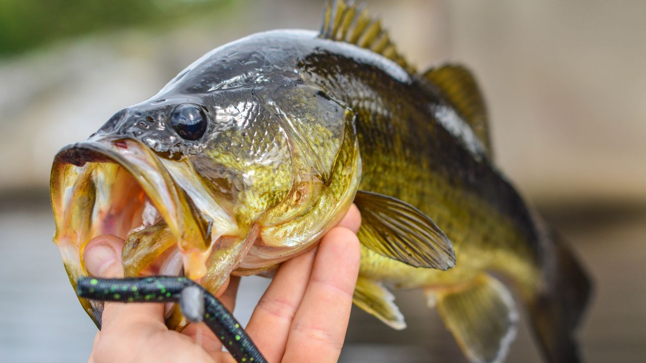 Bass Fishing Hacks You’ll Wish You Knew Sooner