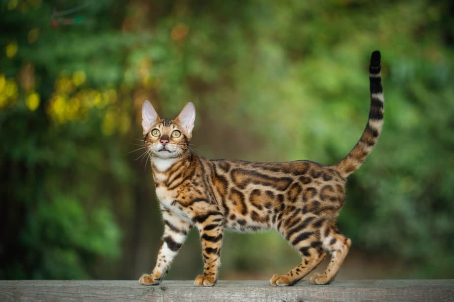 Inside the World of Luxury Felines: The 8 Expensive Cat Breeds