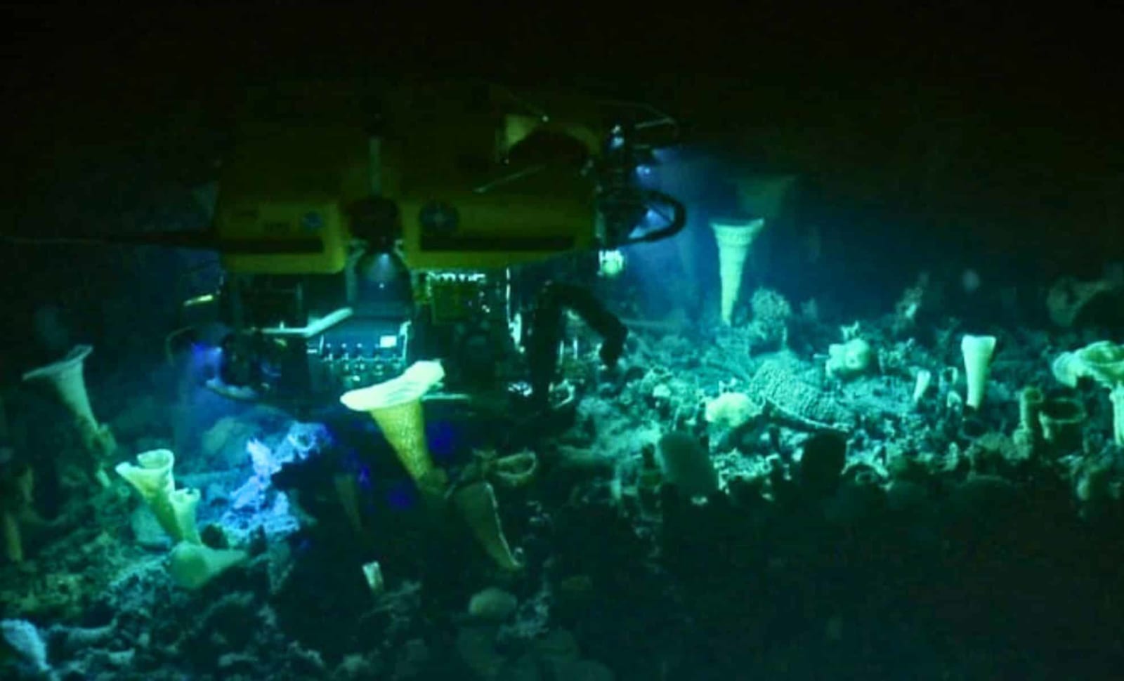 Scientists Stumble Upon Thousands of Giant, Living Eggs in an Active ...