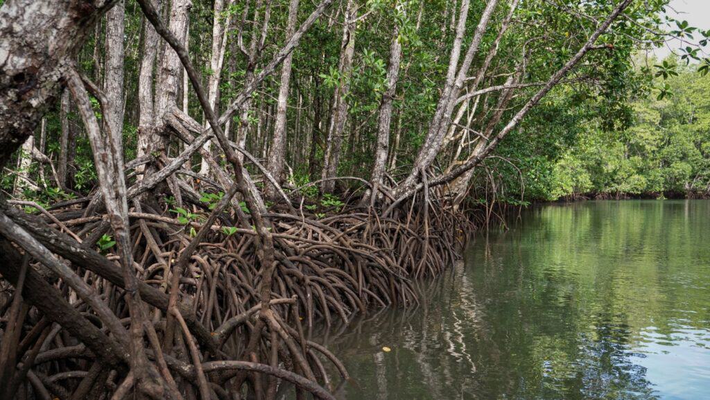 11 Reasons Why Mangroves Might Be the Most Important Trees You've Never ...