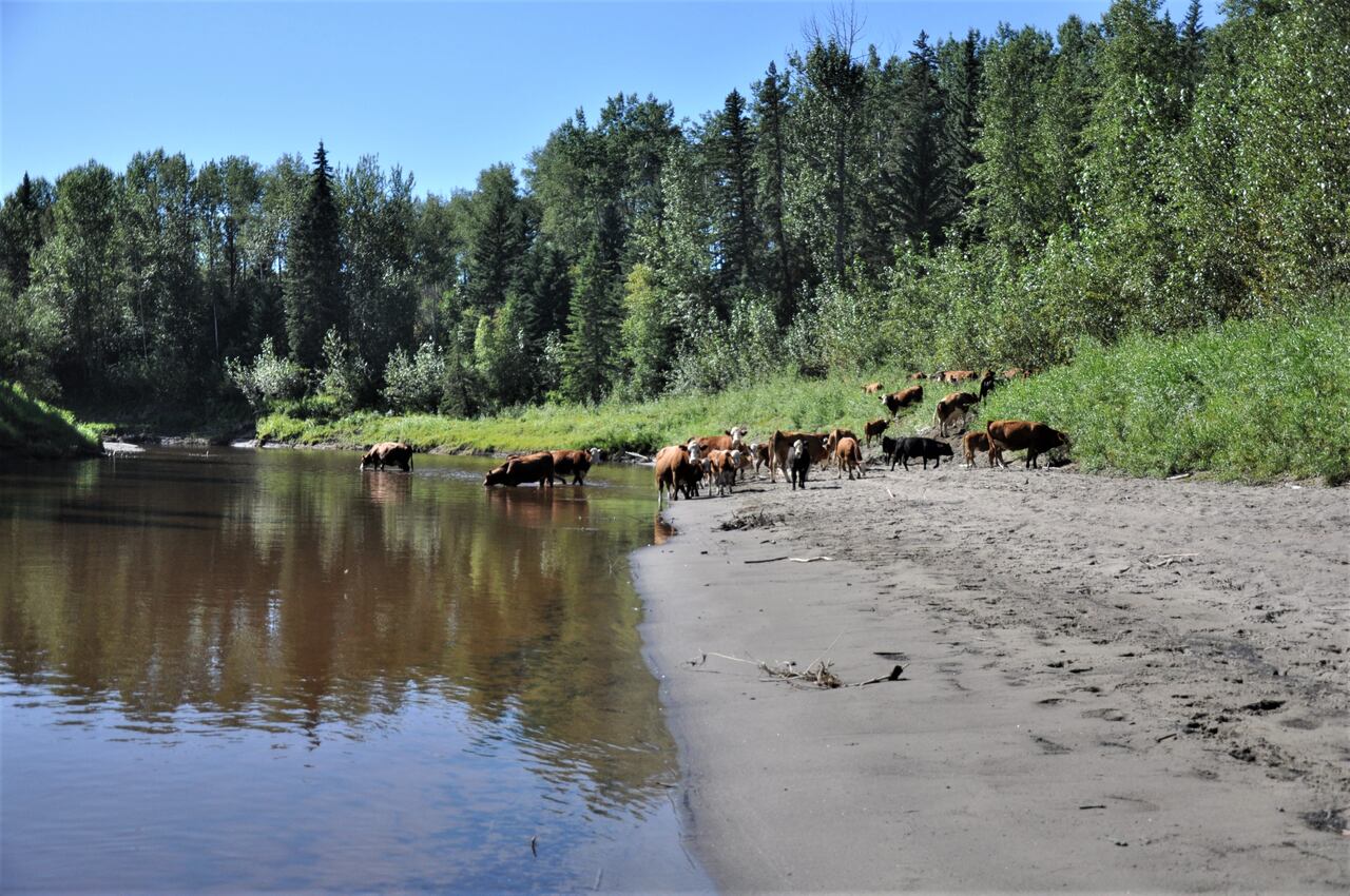 2 northern Alberta municipalities declare agricultural disasters due to ...
