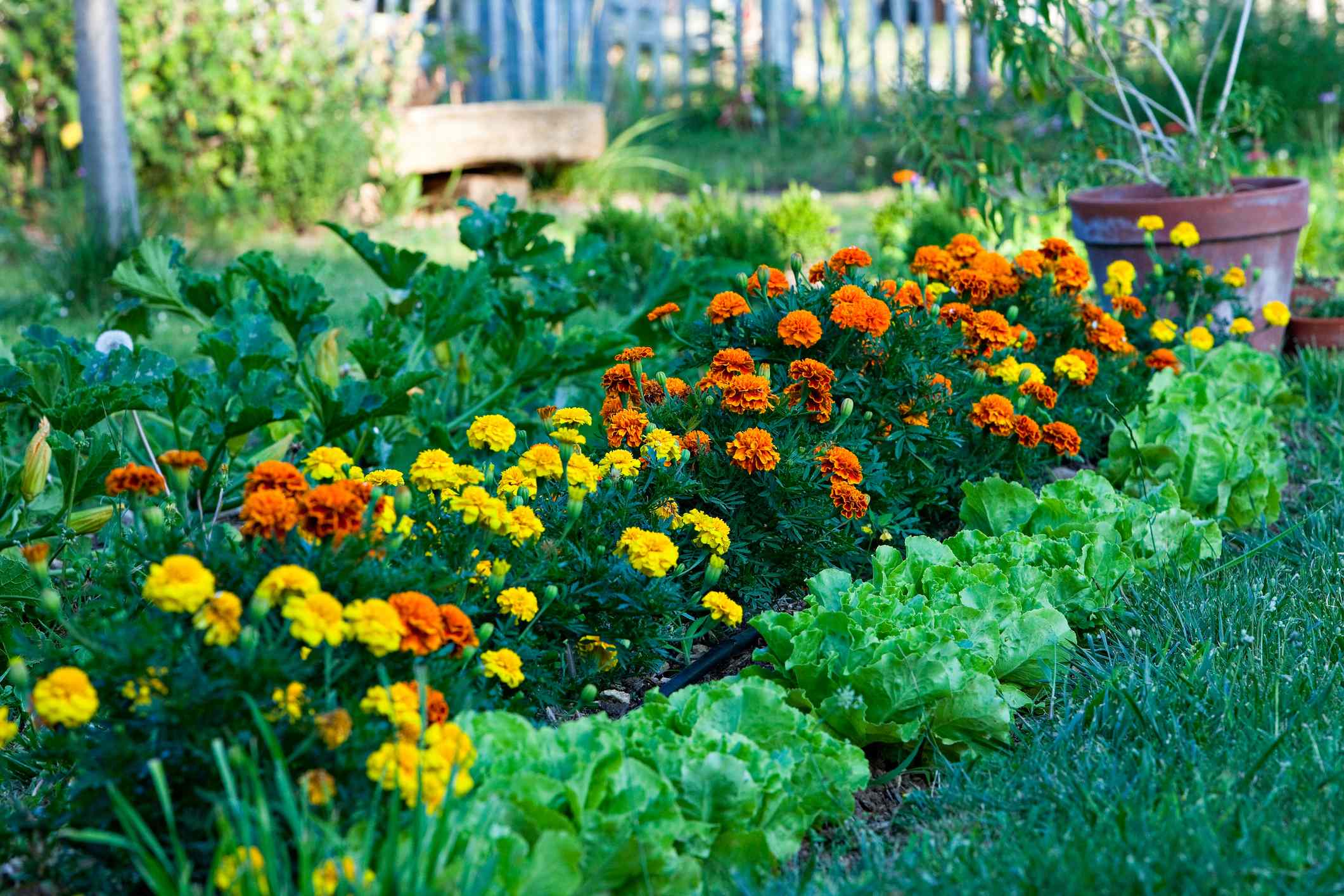 Can You Deter Garden Pests With Just Plants? What Gardeners Actually Use