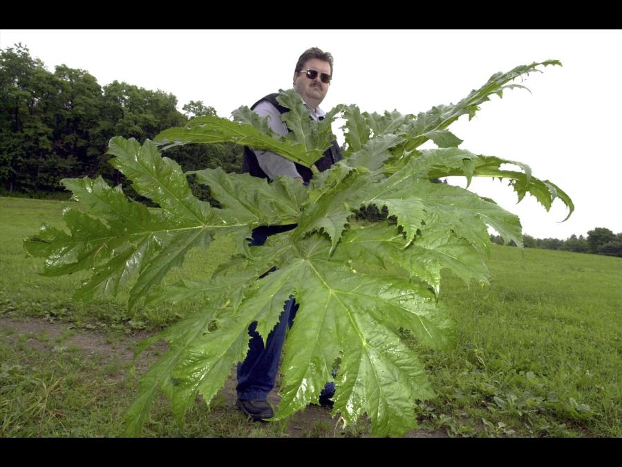 Have this giant, noxious weed in your yard? How to get rid of it ...