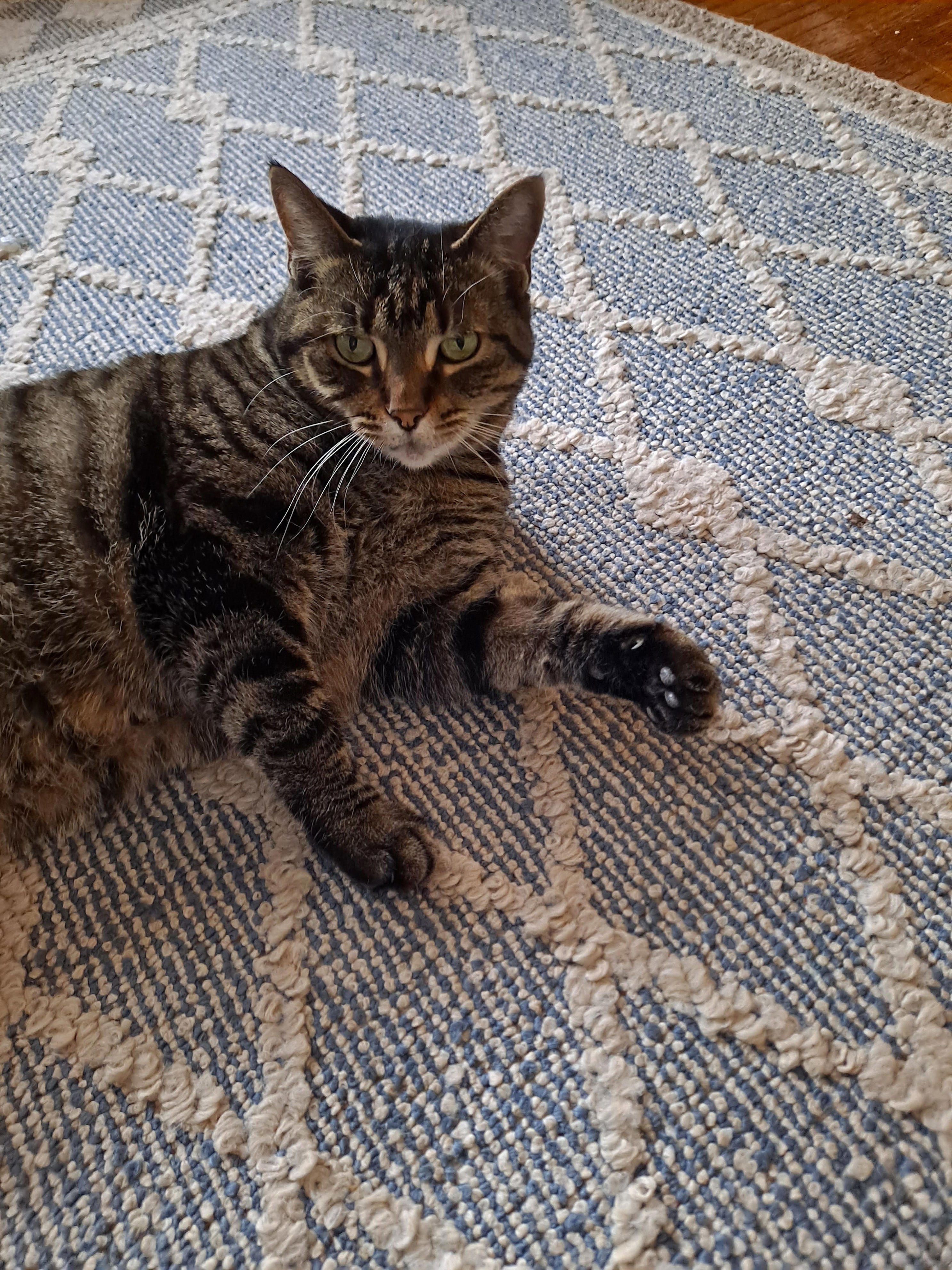 Finnegan the cat is missing: How a northeast Iowa town responded | Opinion