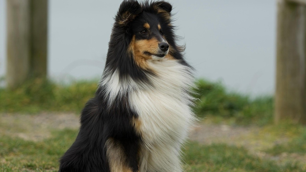 8 dog breeds that create very strong emotional bonds with their owners