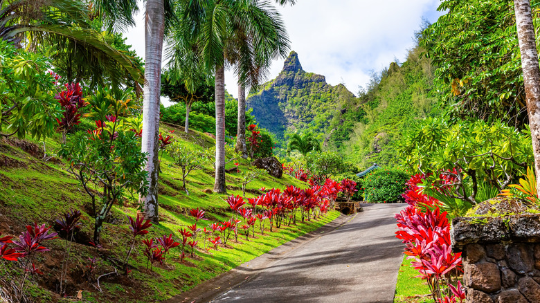 Bring A Touch Of Hawaii To Your Lawn By Planting This Gorgeous Low ...