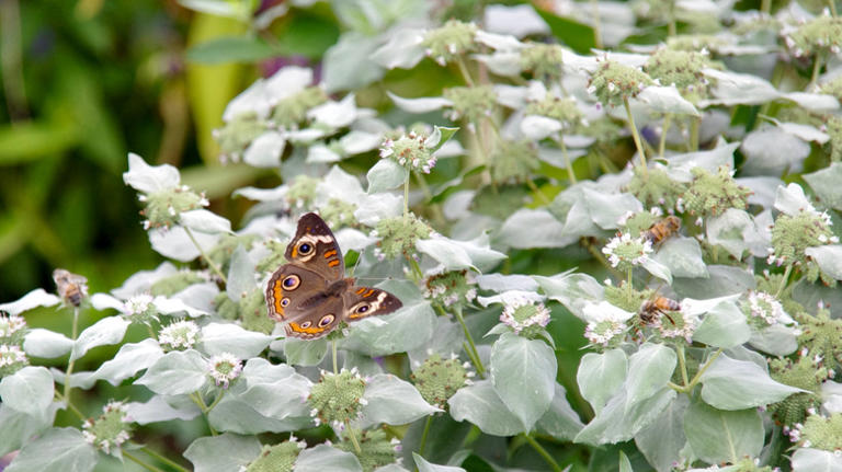 Is It Possible To Grow Mint In The Ground? What To Know Before You Try