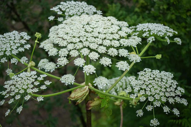 How to get rid of this giant noxious weed found in the Pacific ...
