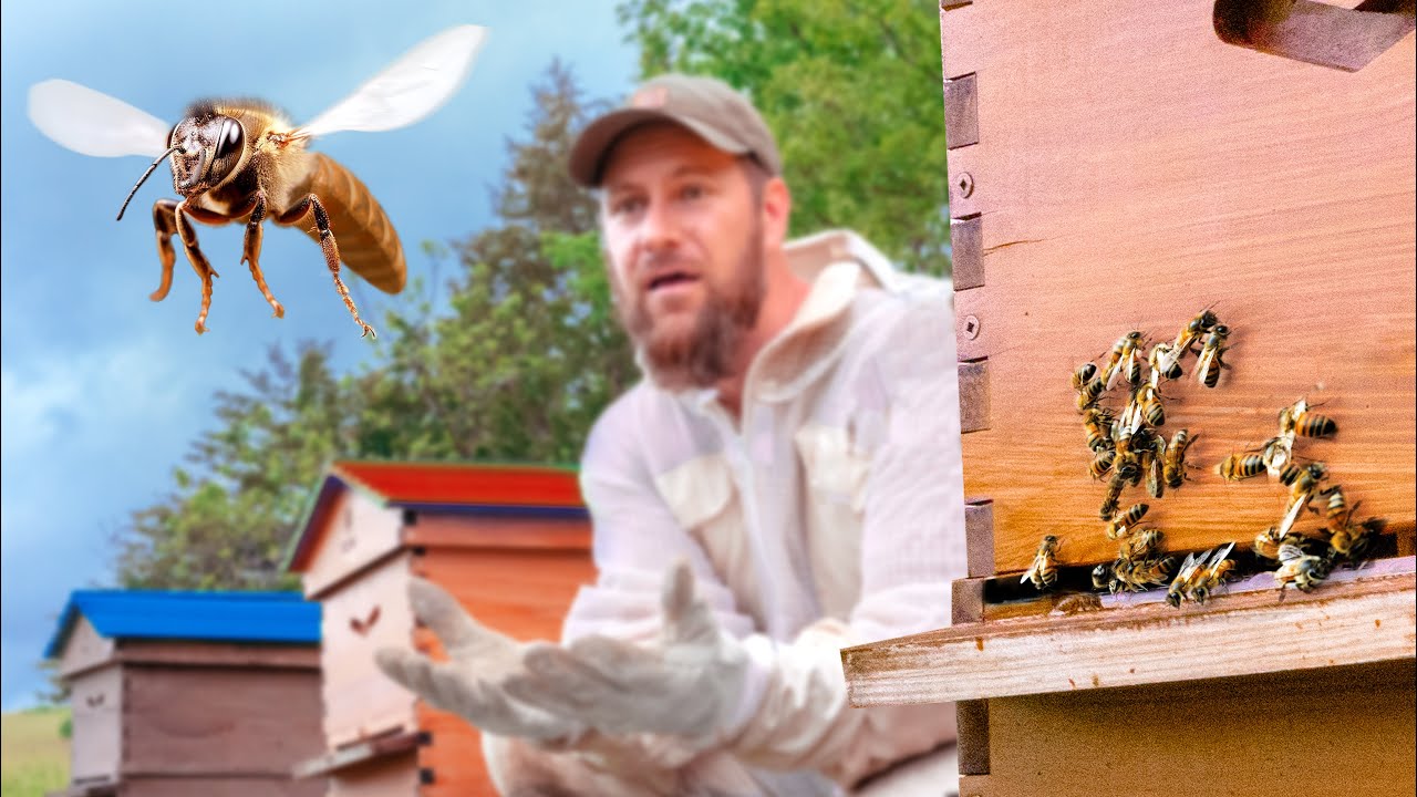 My New Queens are Flying Away! But it's a good thing...