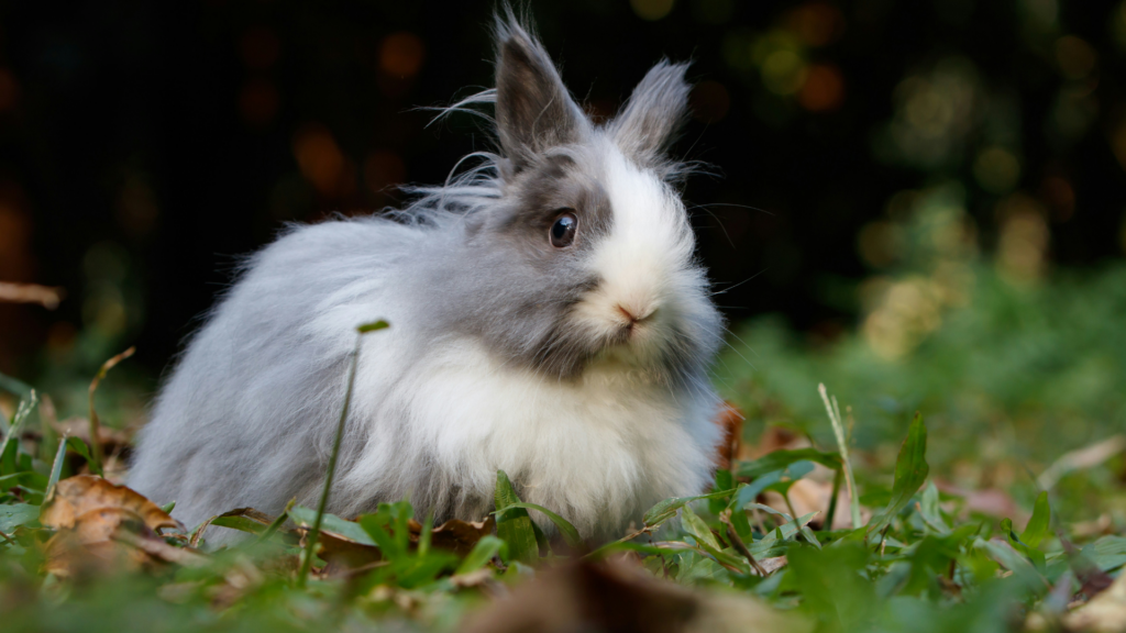 Thinking of Getting a Rabbit? 10 Things to Know First