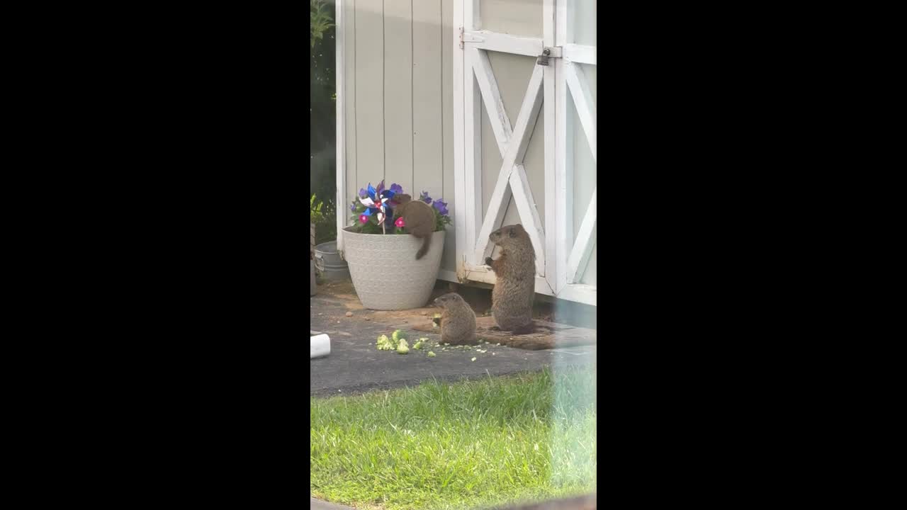 Curious baby groundhog climbs flowerpot while family snacks in Delaware ...
