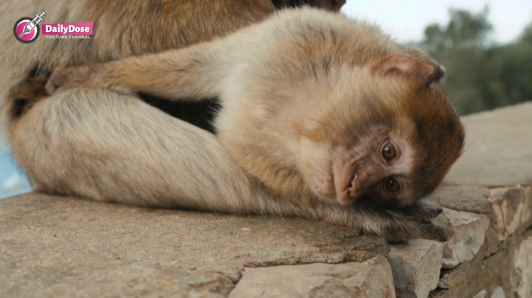 Caged for Decades—Witness the Incredible Moment This Beast Tastes Freedom