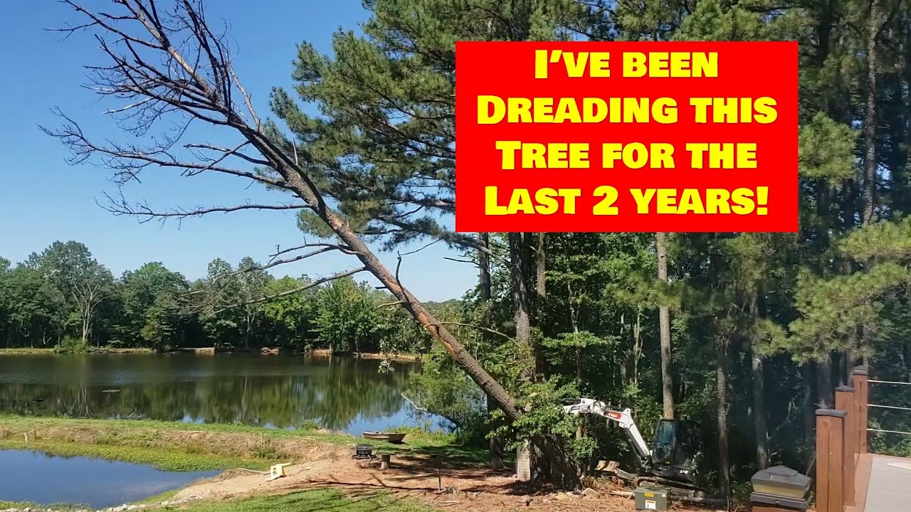 How I Took Down a Widow Maker — Dead Tree Removal With Bobcat