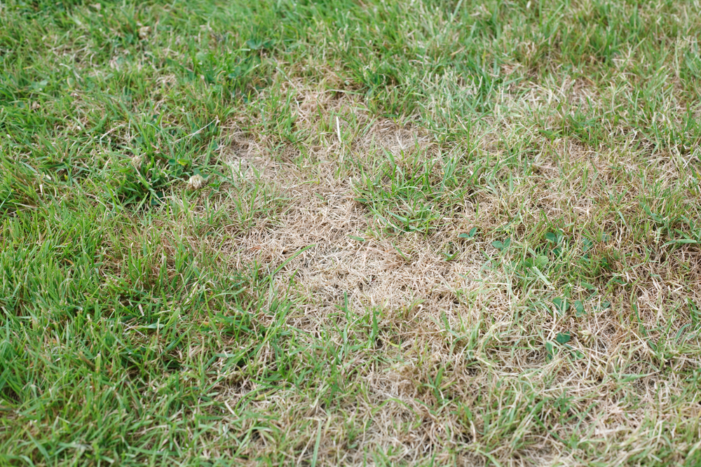 Why your lawn turns brown in summer — and what to do about it