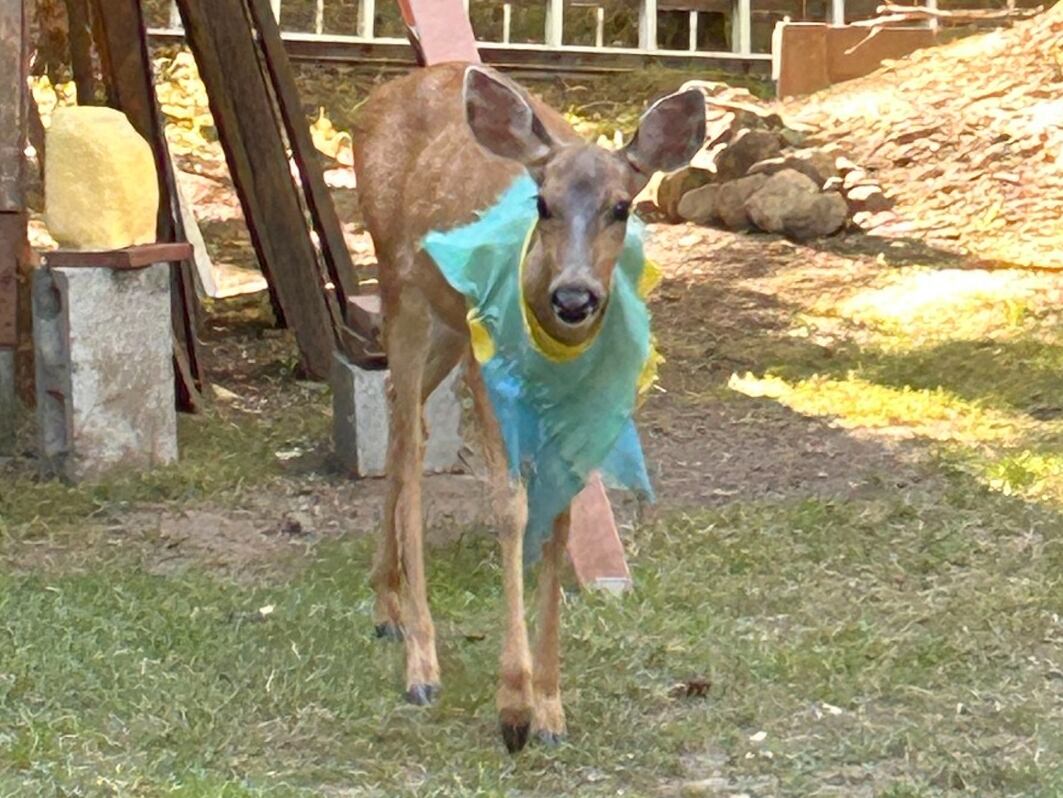 Bright blue vest not a good fit for deer, says WA wildlife agency