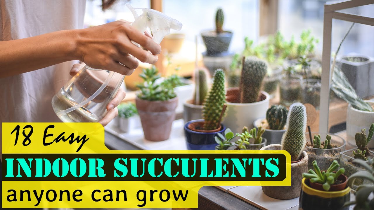 18 Easy Indoor Succulents Anyone Can Grow