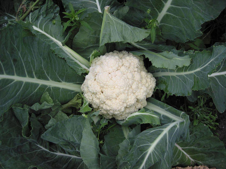 Guía completa y actualizada para el cultivo de coliflor paso a paso