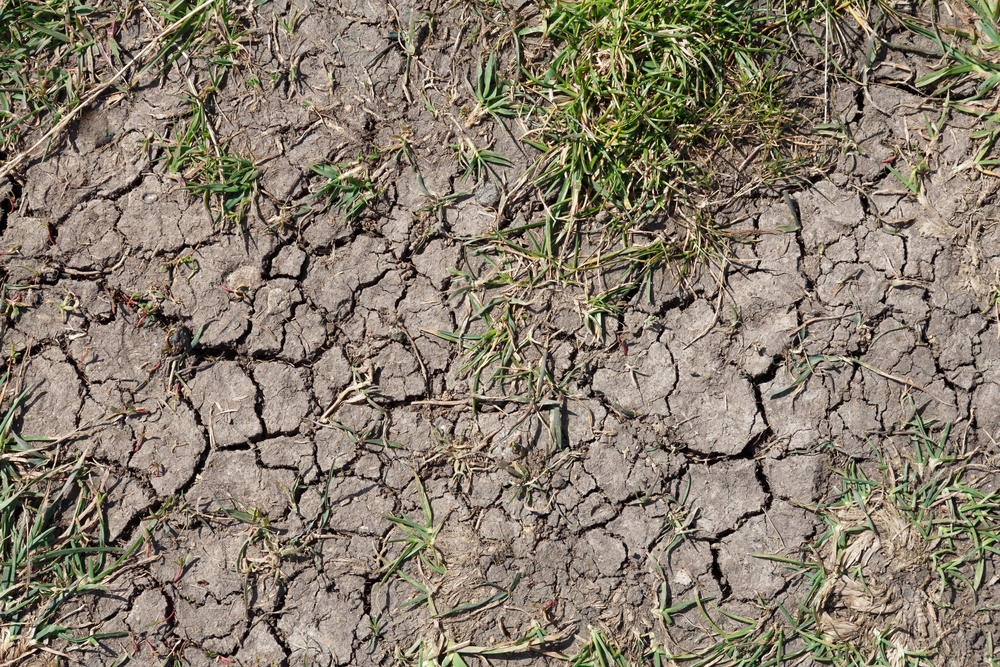 Why your lawn stops growing when June turns hot and dry