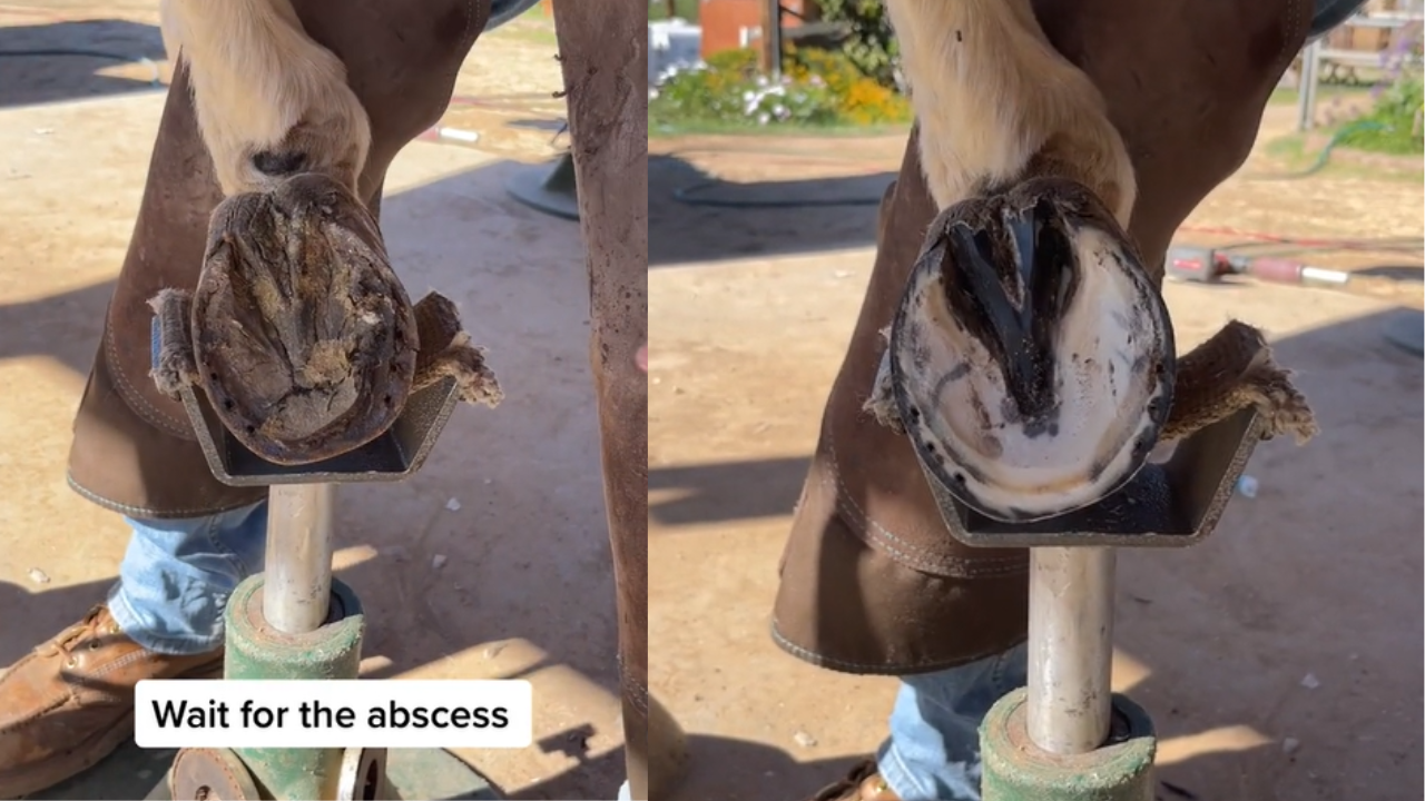 So Satisfying! Farrier Transforms This Horse’s Hoof