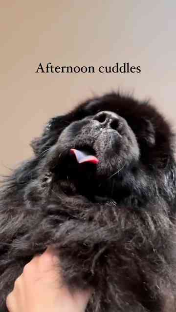 Afternoon Cuddles With My Newfie Albert