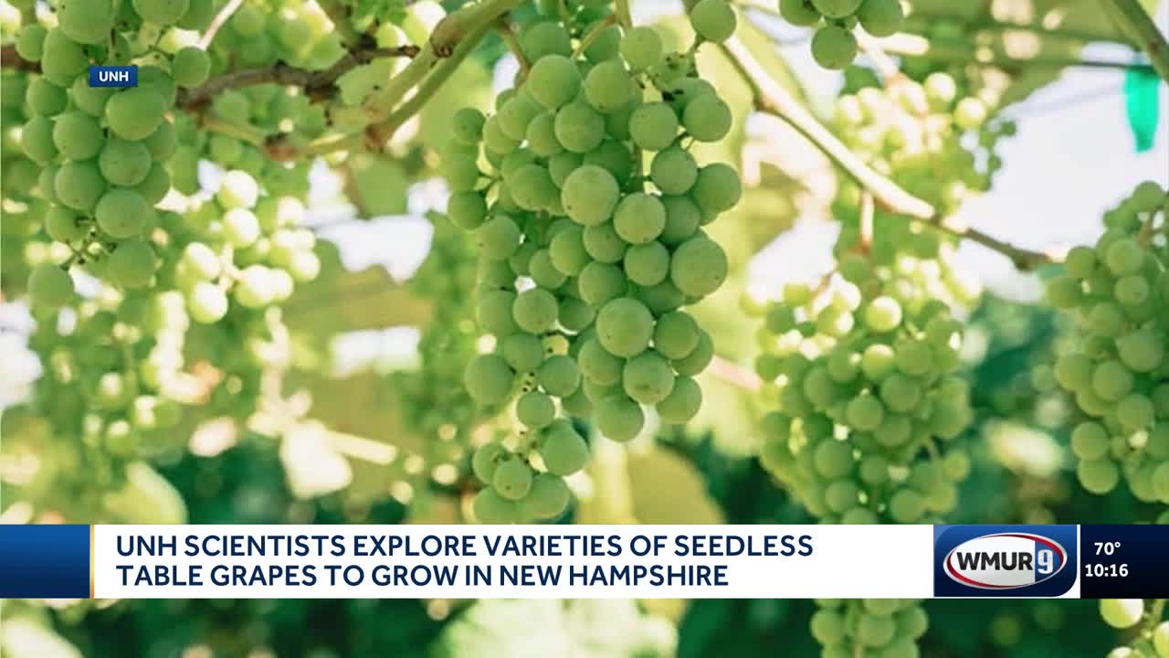 UNH researchers explore varieties of seedless table grapes to grow in ...