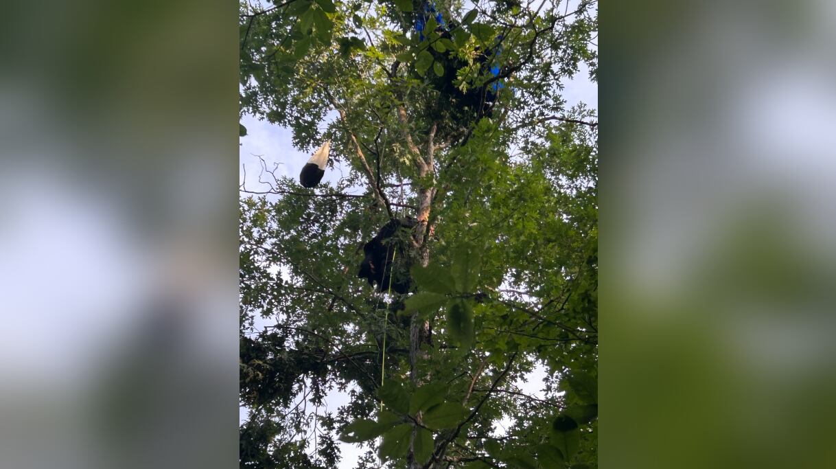Man rescued after getting stuck in tree while skydiving in TN