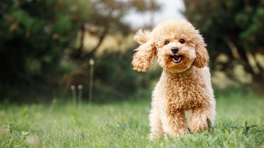 What are Virginia’s pet-related laws?