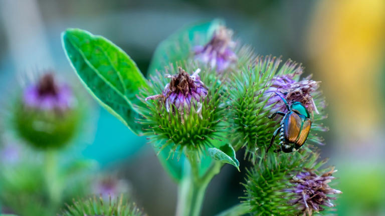 Japanese Beetles Are Ready To Start Attacking Maine Gardens. Here's ...