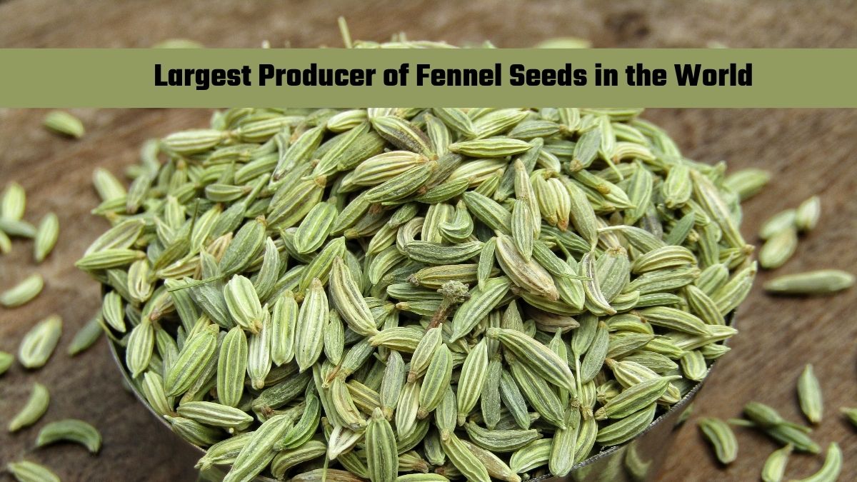 Which Country is the Largest Producer of Fennel Seeds in the World?