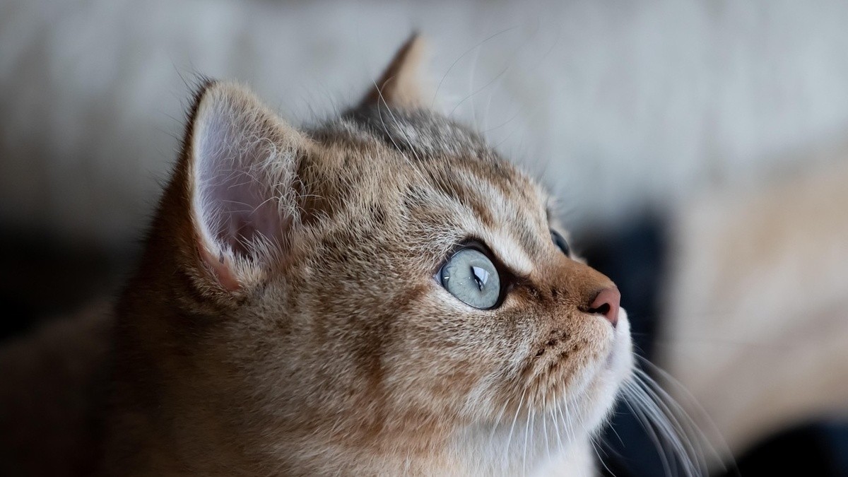 8 warning signs your cat might be dying