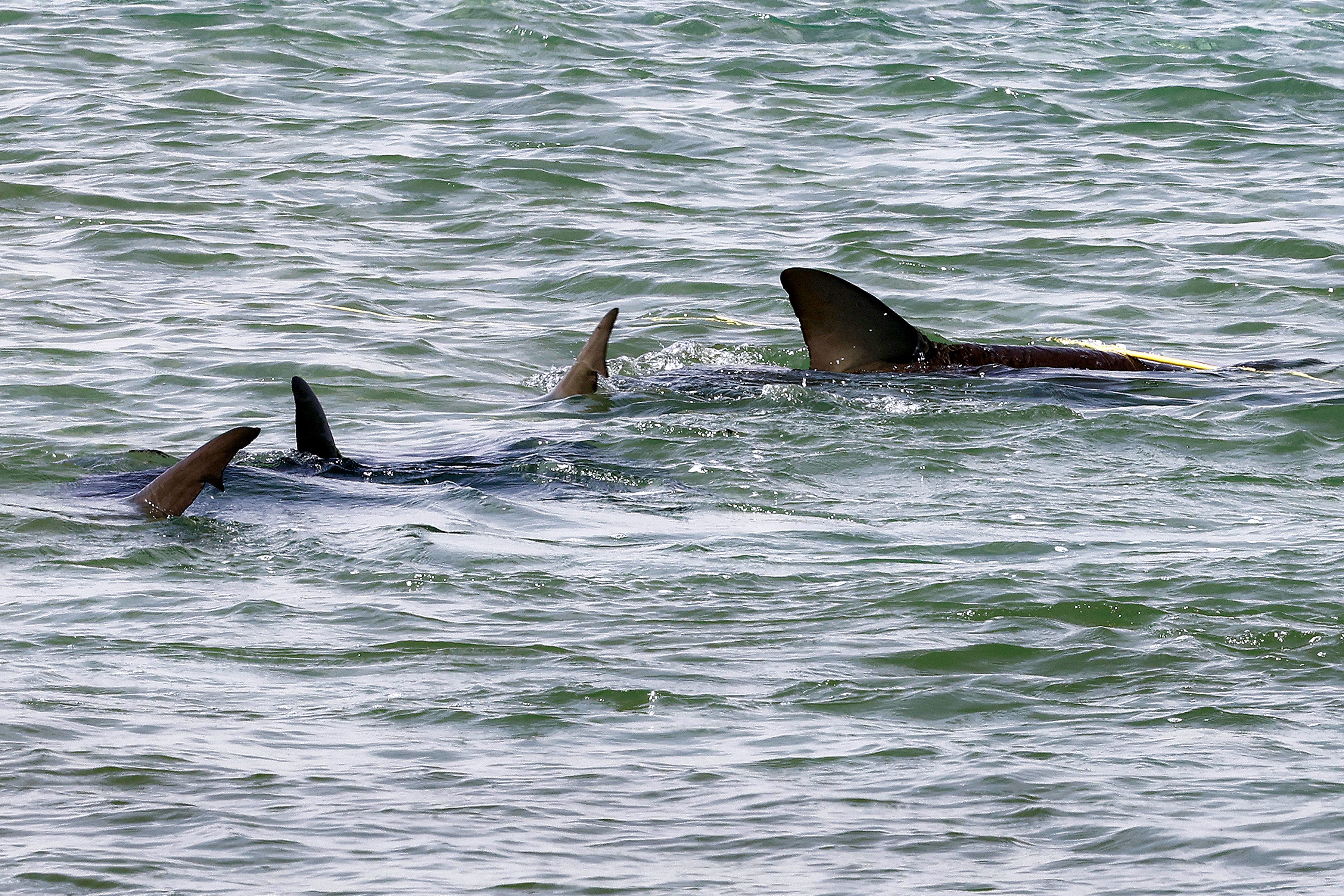 Shark Week is back for 2025: See the schedule and how to watch