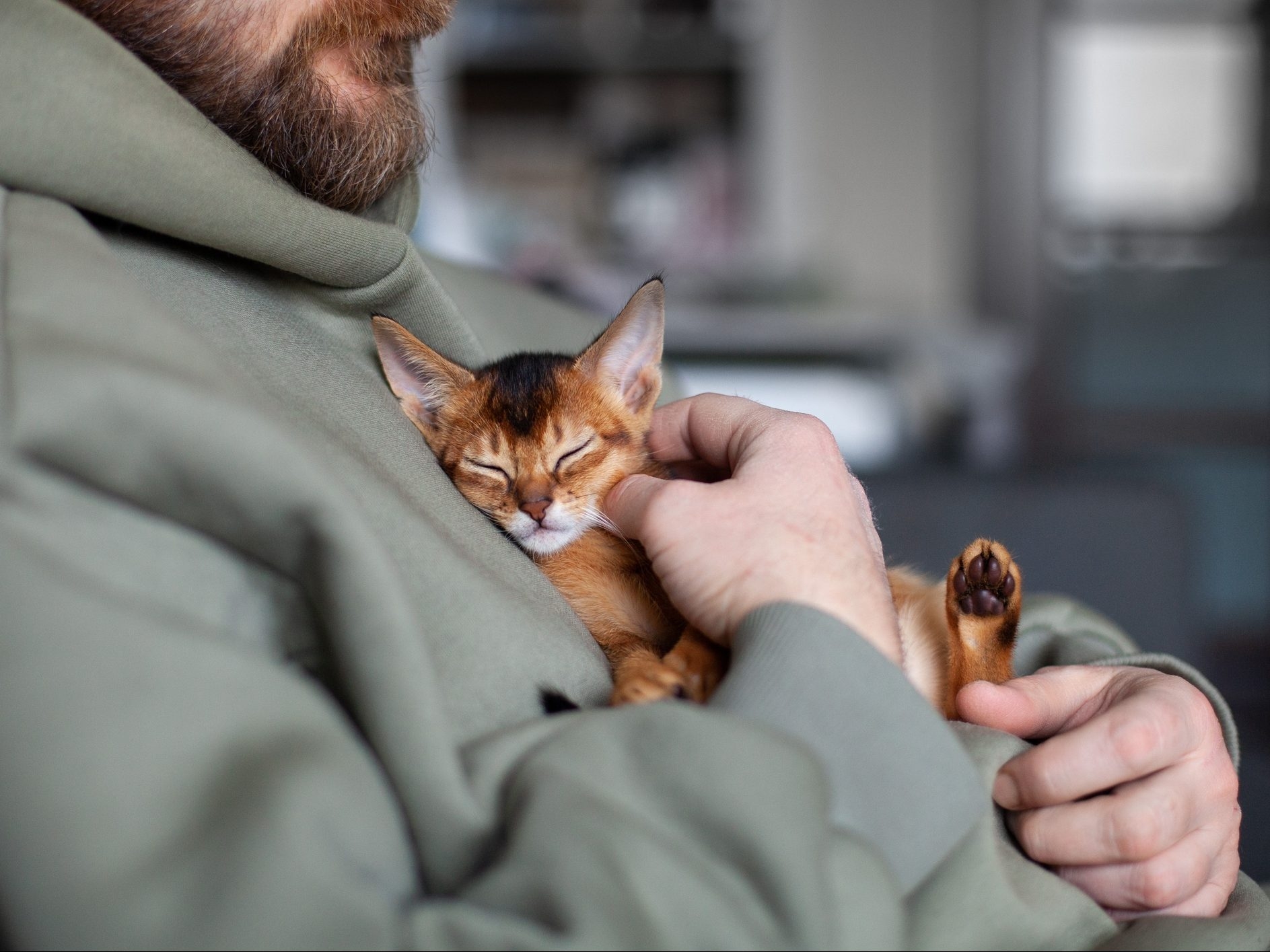 FELINE FRENZY: These are the Canadian cities that love cats the most