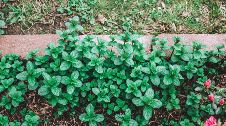 Is It Possible To Grow Mint In The Ground? What To Know Before You Try