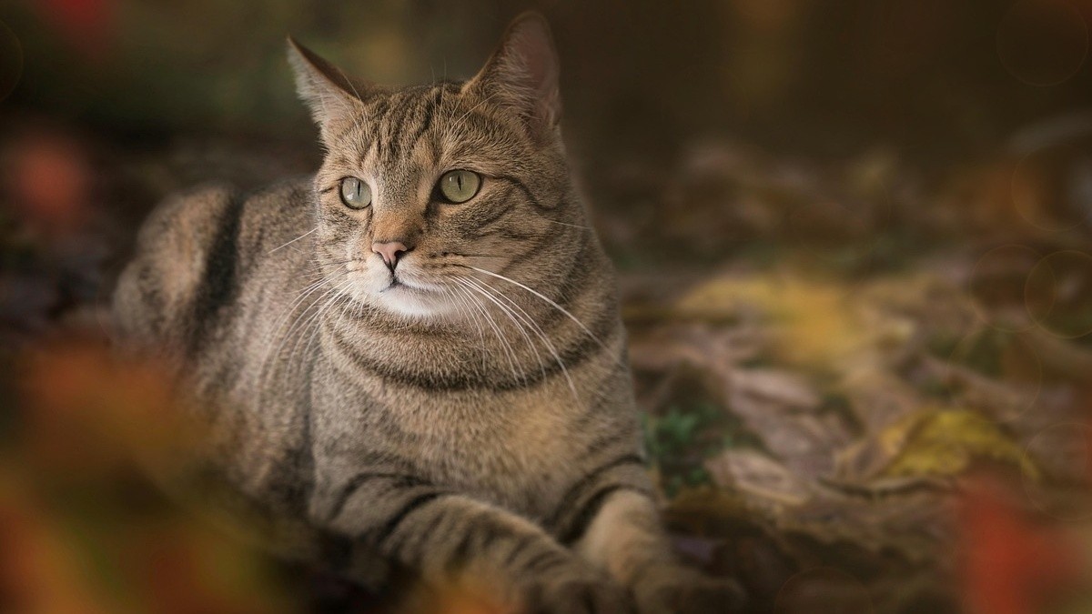 8 warning signs your cat might be dying