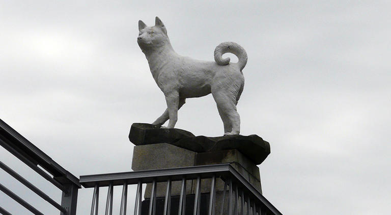 8 Amazing Facts About the Korean Jindo Dog