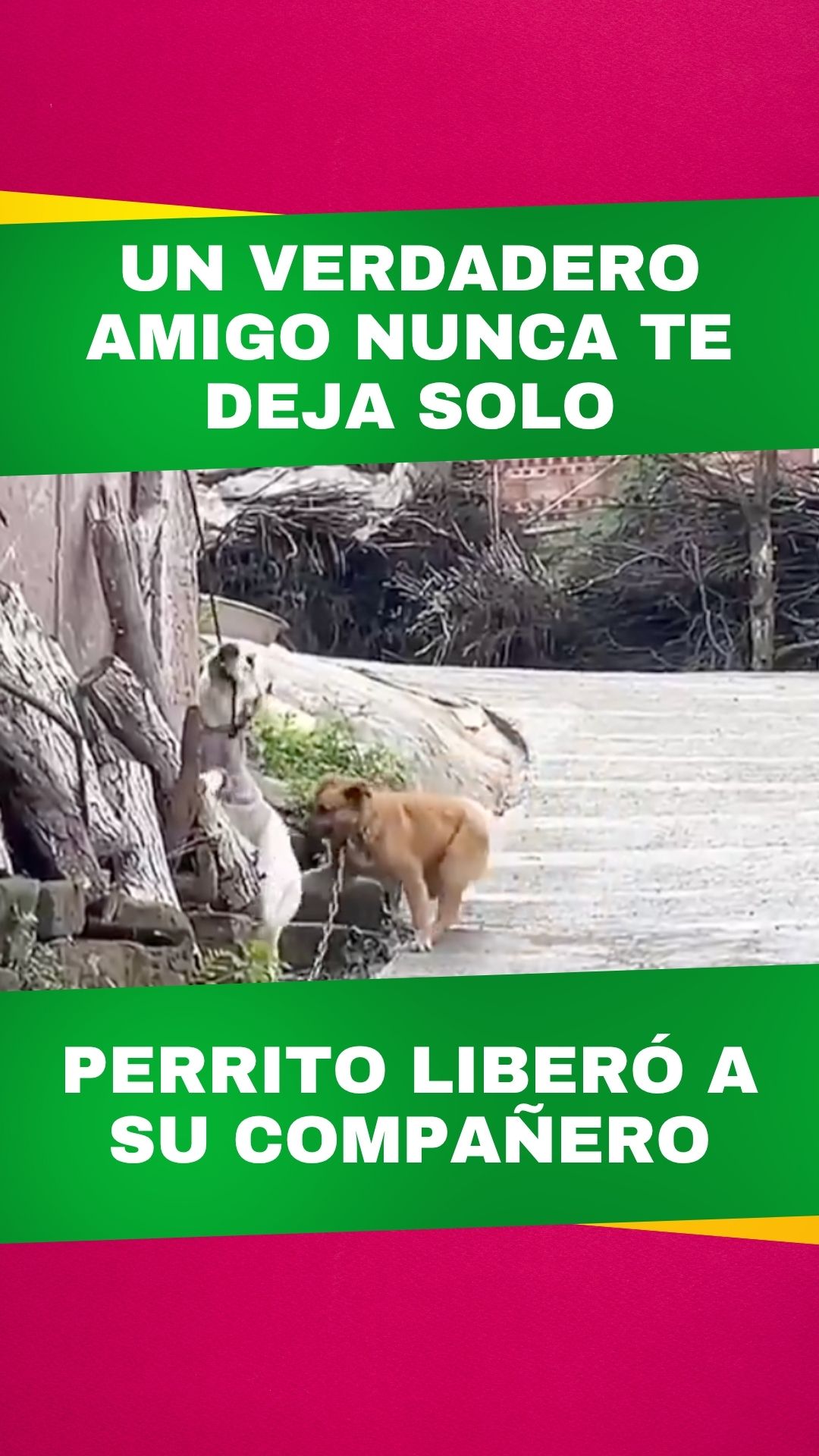 Perrito liberó a su amigo encadenado