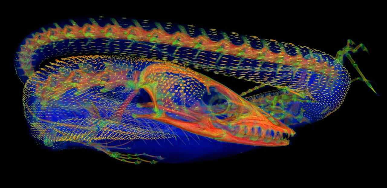 Scientists uncover hidden bone structures in the skin of Australian ...