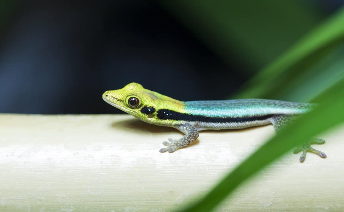 New Heights: Discovering the Oldest Climbing Lizard, Plus 17 Pets Built ...