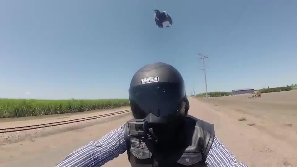 Aggressive Magpies Dive Bomb Bike Rider